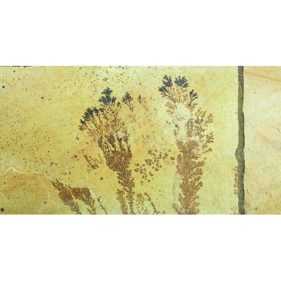 Fossil Buff - Natural Sandstone - NaturalStone Ranges - Patio Pack 15.30m2